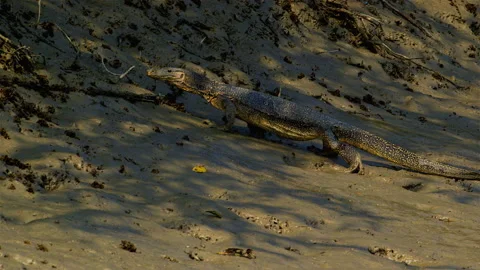 Water Monitor Video Stock Videos – Royalty-Free HD & 4K Videos | Page 3