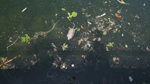 Water pollution at Lake Como lakeside to... | Stock Video | Pond5