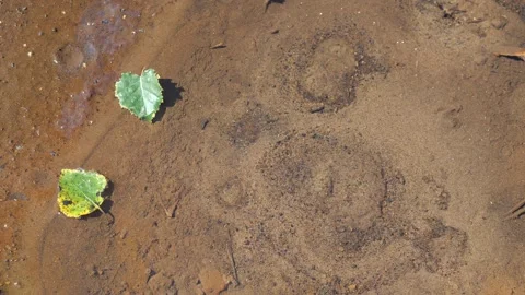 Water rings, sand grain and leaves in mi... | Stock Video | Pond5