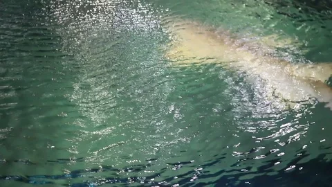 Water ripples with light. Fish swim unde... | Stock Video | Pond5