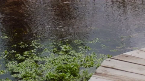 Water ripples rain fish feeding by board... | Stock Video | Pond5