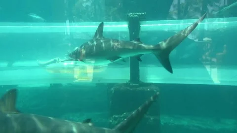 Shark Tank Stock Footage ~ Royalty Free Stock Videos | Pond5