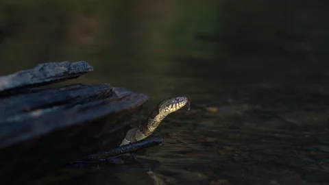 Water Snake Peeking Behind Log | Stock Video | Pond5