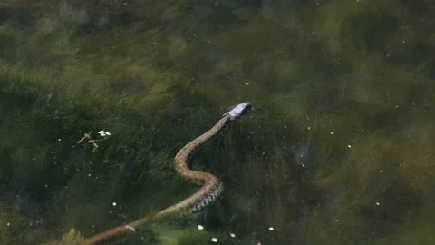 Water Snake Swims through River of Swamp... | Stock Video | Pond5