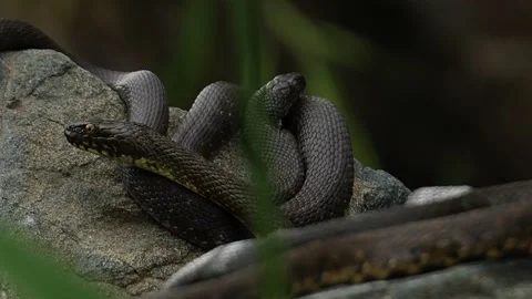 Snakes On Stock Videos – Royalty-Free HD & 4K Videos