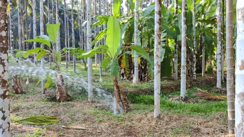 Water spraying to the banana tree in a p... | Stock Video | Pond5