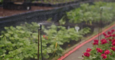 Water Spraying On Plants At Greenhouse. | Stock Video | Pond5