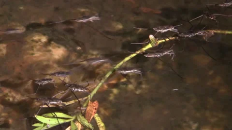 Streaming Insect Stock Video Footage | Royalty Free Streaming Insect ...