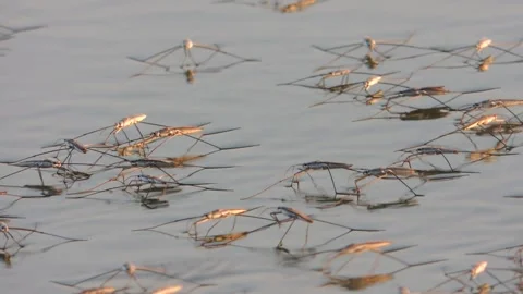 water strider skipper skater gerridae in... | Stock Video | Pond5