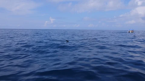 Water surface of the ocean with whale sh... | Stock Video | Pond5