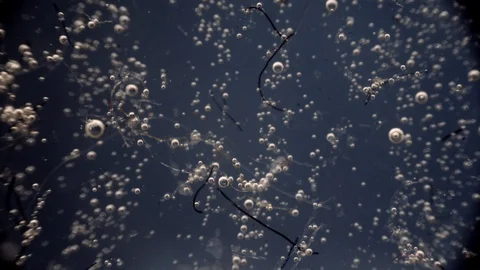 water surface under a microscope. dirty ... | Stock Video | Pond5