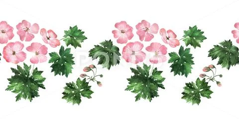 Watercolor seamless border with geranium plant ~ Clip Art #192899015