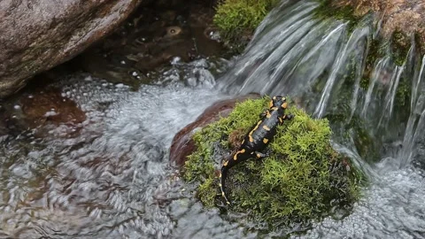 Waterfalls in the forest with a fire sal... | Stock Video | Pond5
