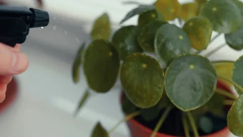 Watering Money Plant Stock Videos – Royalty-Free HD & 4K Videos | Pond5