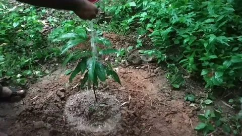 Animated Mango Tree Stock Videos – Royalty-Free HD & 4K Videos | Pond5