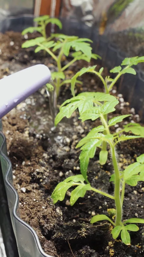 Home Videes Stock Videos – Royalty-Free HD & 4K Videos