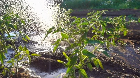 Hot Farm Day Stock Videos – Royalty-Free HD & 4K Videos | Pond5