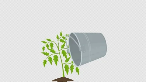 Watering plants with water. Gardening an... | Stock Video | Pond5