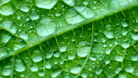 Waterproof leaf texture close-up. Big wa... | Stock Video | Pond5