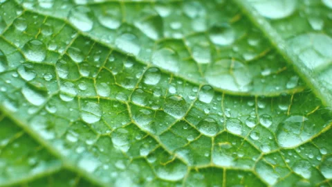 Leaf Textur Stock Video Footage | Royalty Free Leaf Textur Videos | Pond5