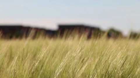 Waving Green Grass Background Stock Video Footage | Royalty Free Waving Green Grass Background ...