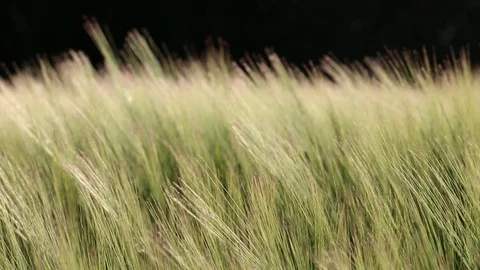 Waving Green Grass Background Stock Video Footage | Royalty Free Waving Green Grass Background ...