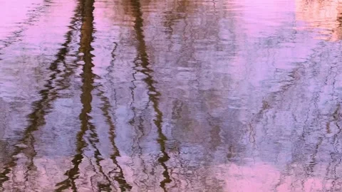 Wavy Tree Stock Videos – Royalty-Free HD & 4K Videos