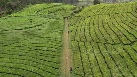 Wayang Windu Bike Park | Stock Video | Pond5