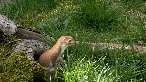 Weasel. A Weasel stands up (Mustela niv... | Stock Video | Pond5