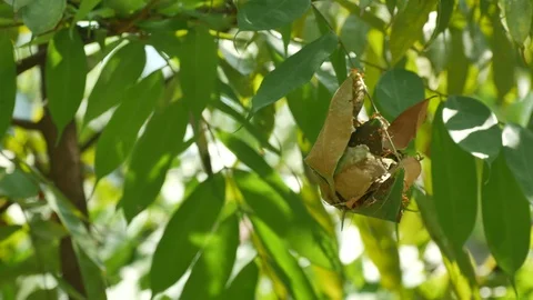 weaver ant hive on the tree | Stock Video | Pond5