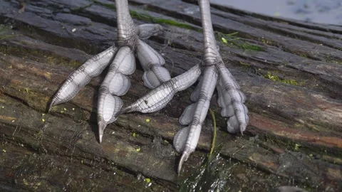 Webbed feet of a Australian Coot bird st... | Stock Video | Pond5