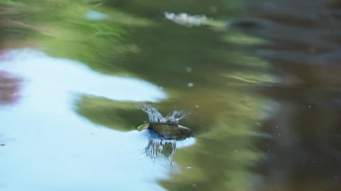 Splash Wedding Studios Stock Videos – Royalty-Free HD & 4K Videos