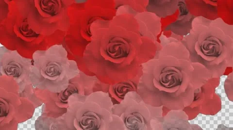 Wedding Transitions Stock Videos – Royalty-Free HD & 4K Videos