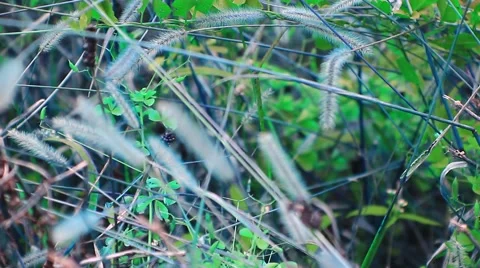 Weed on the field background | Stock Video | Pond5