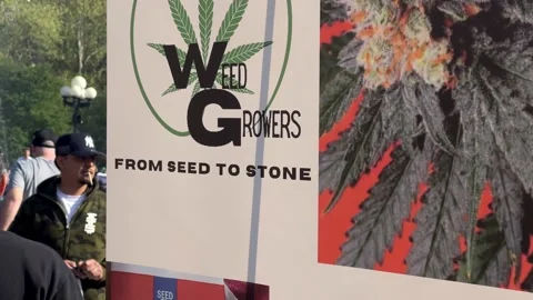 Marijuana Seed Stock Footage ~ Royalty Free Stock Videos | Pond5