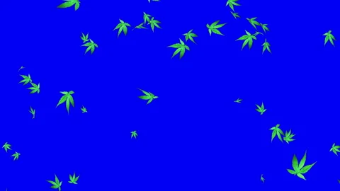 weed leaves green screen leaves cannabis... | Stock Video | Pond5