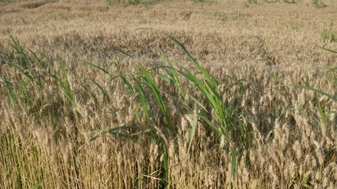 Weed in wheat field, green cane | Stock Video | Pond5