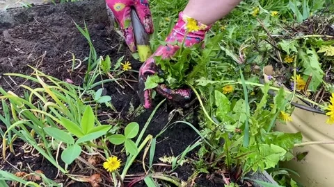 Weeding weeds on a garden plot in spring... | Stock Video | Pond5