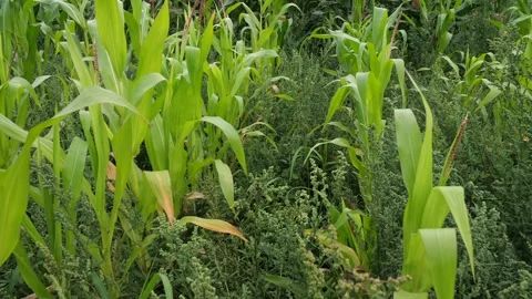 weeds destroy the corn crop. corn field ... | Stock Video | Pond5