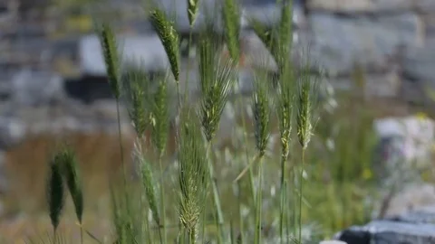 Weeds waving on the ruins of an old Gree... | Stock Video | Pond5