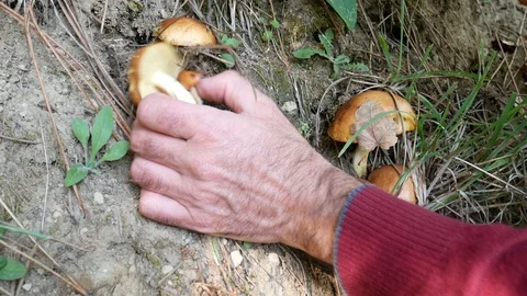 weeping bolete edible fungus, Suillus gr... | Stock Video | Pond5