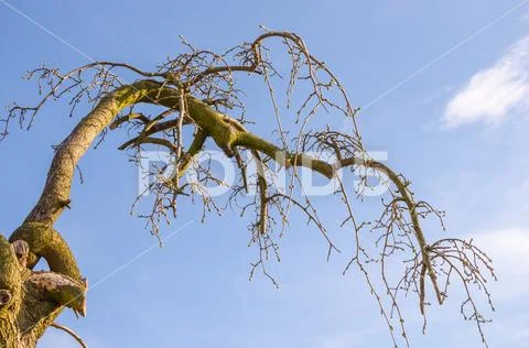 Photograph: Weeping mulberry - (morus alba pendula) in spring with ...