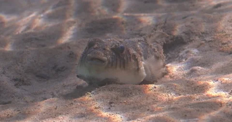 Weeping toado flopping on sand, Torquige... | Stock Video | Pond5