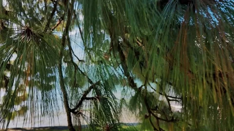 Weeping tree with long drooping branches... | Stock Video | Pond5