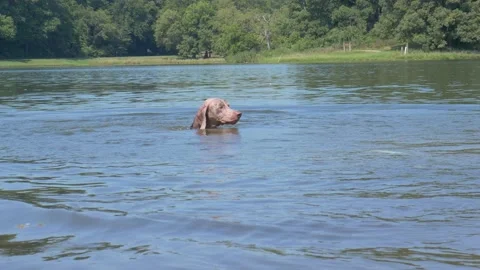 Chasing U Stock Videos – Royalty-Free HD & 4K Videos