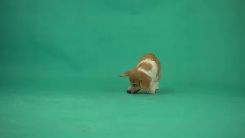 welsh corgi eats on green screen | Stock Video | Pond5