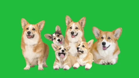 welsh corgi family on green screen | Stock Video | Pond5