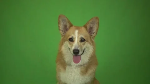 welsh corgi on a green screen | Stock Video | Pond5