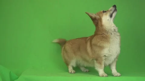 welsh corgi on a green screen | Stock Video | Pond5