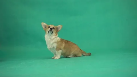 welsh corgi on green screen | Stock Video | Pond5